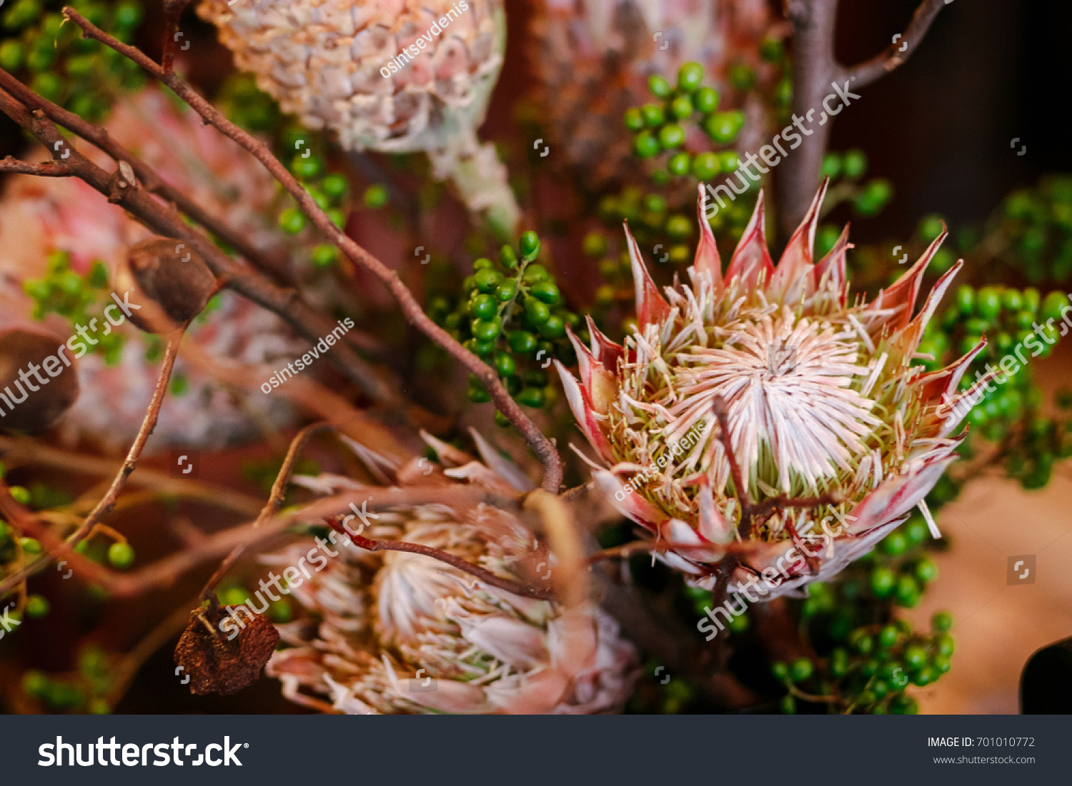 Protea Stock Photo 701010772 | Shutterstock