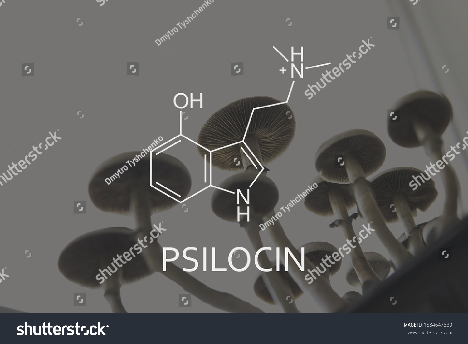 Psilocin Formula Psychoactive Natural Drug Medical Stock Photo (Edit ... Psilocin Formula Psychoactive Natural Drug Medical Stock Photo (Edit ...