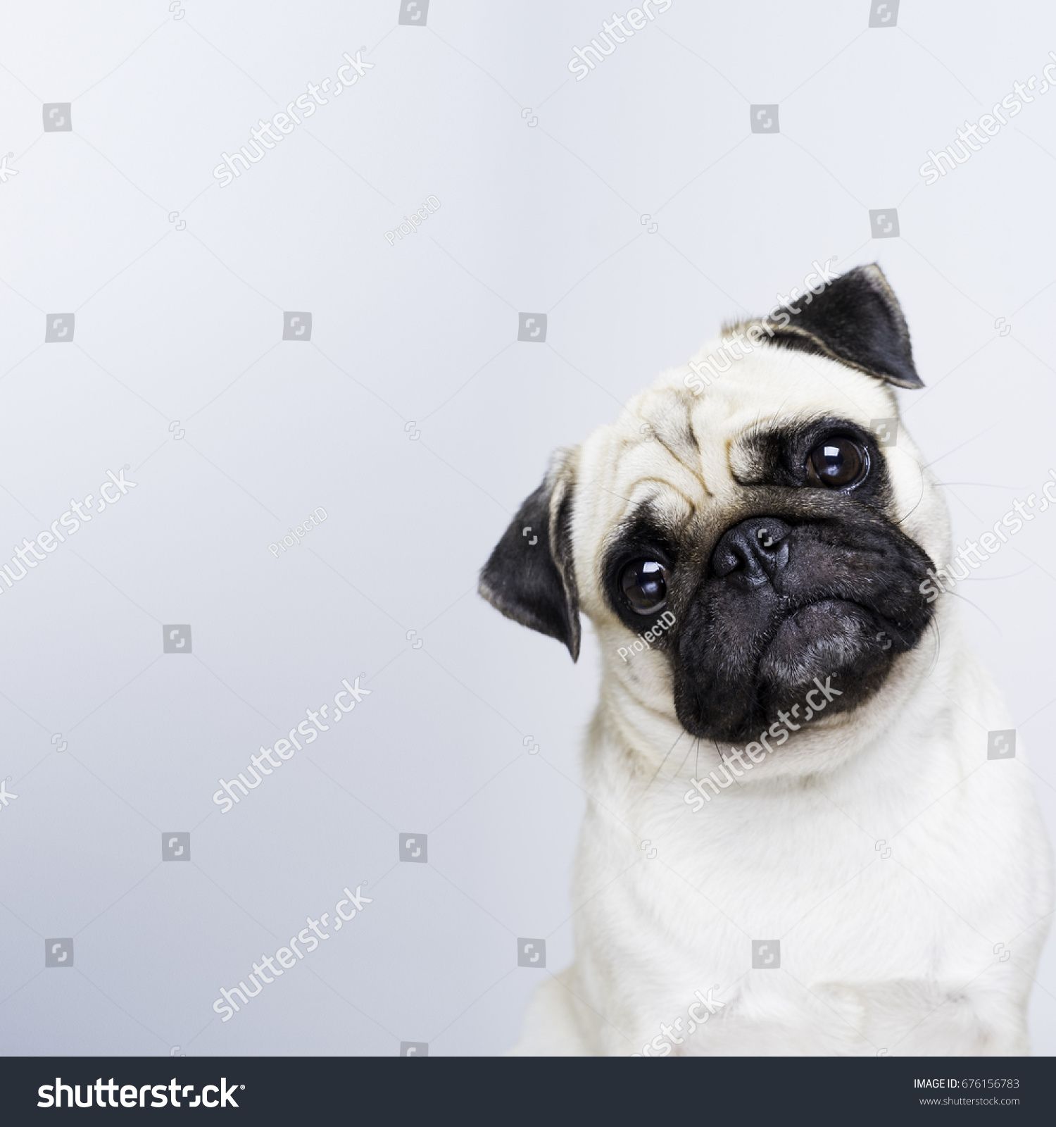 835 Dog doubt isolated Images, Stock Photos & Vectors | Shutterstock