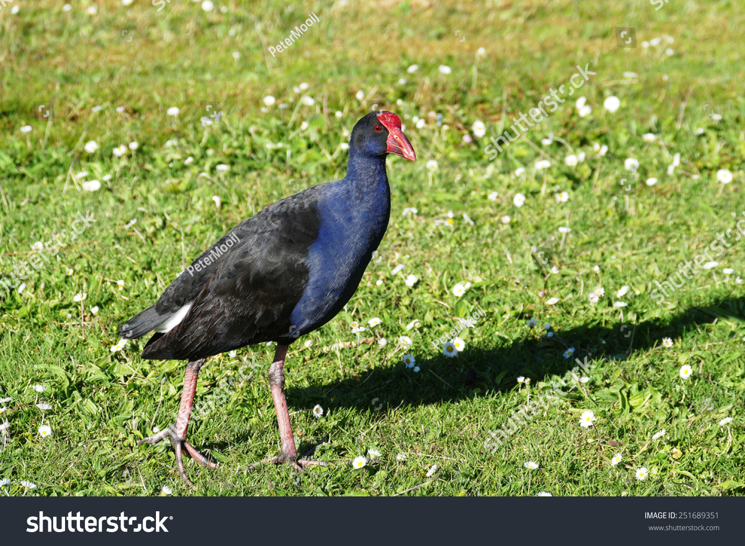 Pukeko Stock Photo 251689351 - Shutterstock
