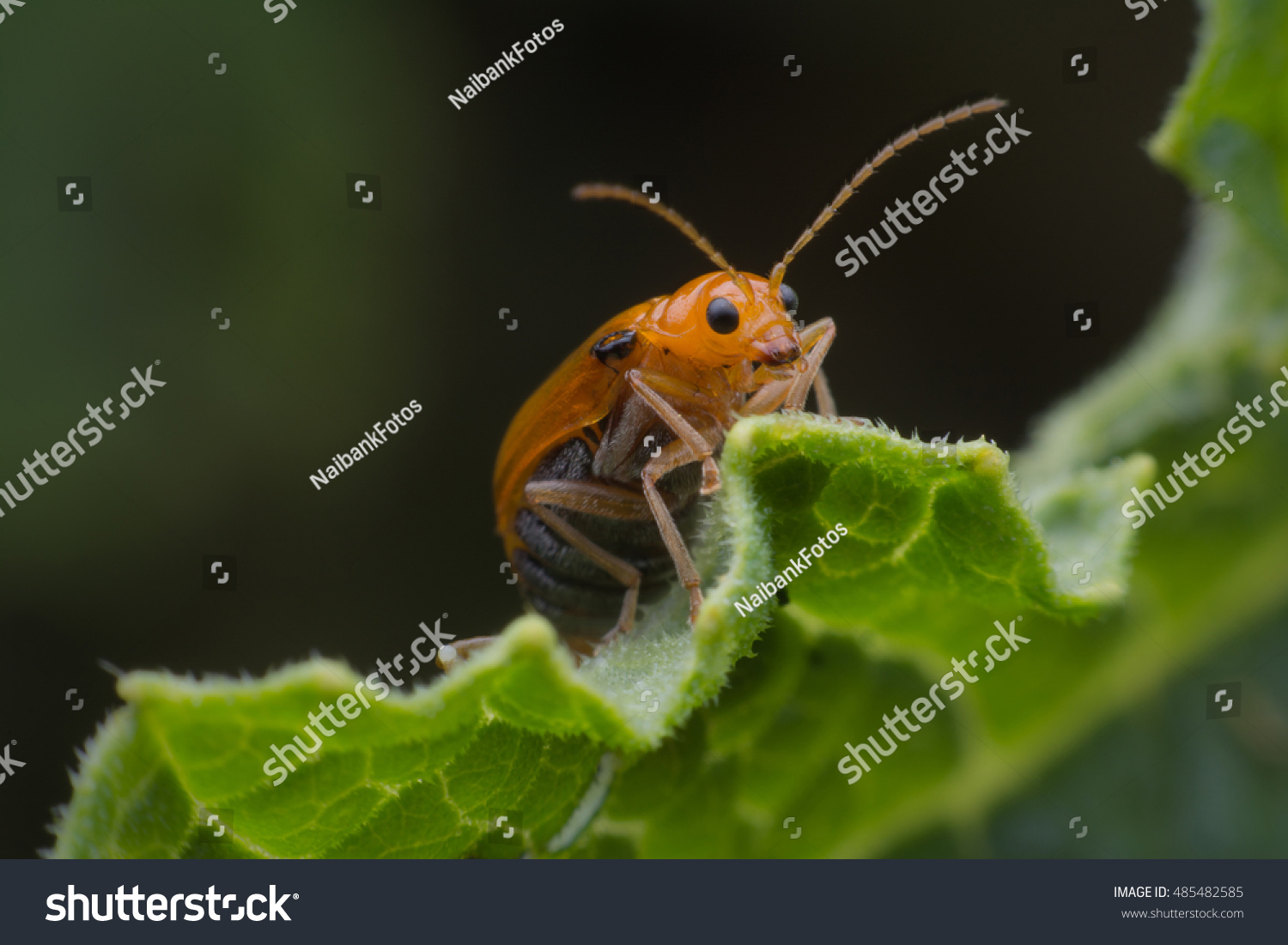 537 imágenes de Squash beetle - Imágenes, fotos y vectores de stock ...