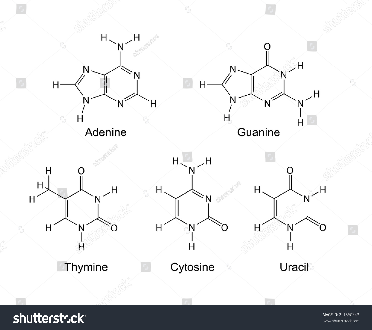 Purine Pyrimidine Nitrogenous Bases Structural Chemical 스톡 일러스트 ... Purine Pyrimidine Nitrogenous Bases Structural Chemical 스톡 일러스트 ...