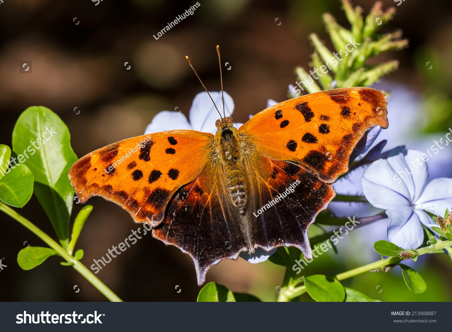 Question Mark Butterfly Stock Photo 213908887 | Shutterstock