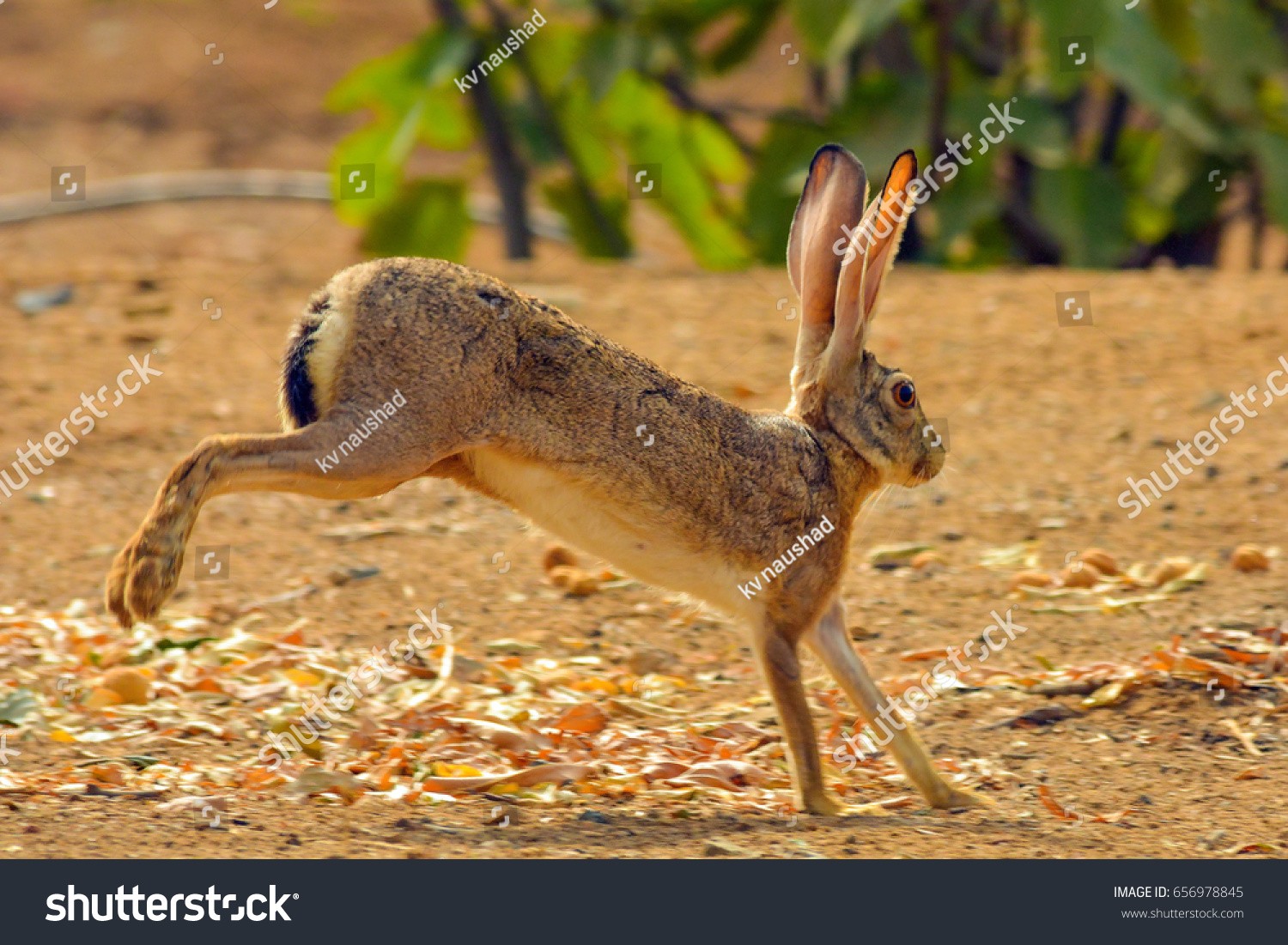 Rabbit Stock Photo 656978845 | Shutterstock