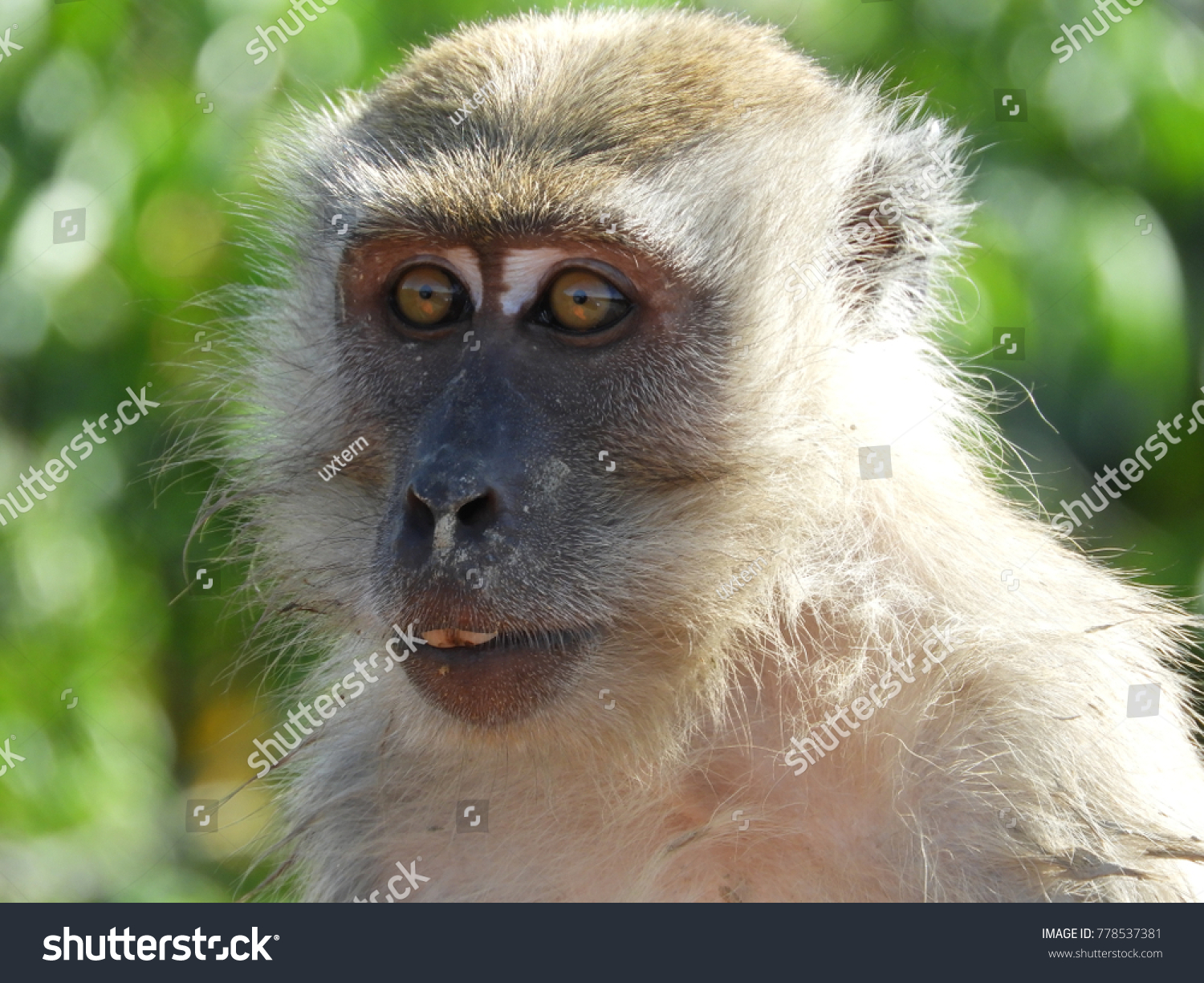 Rabbit Teeth Monkey Stock Photo (Edit Now) 778537381