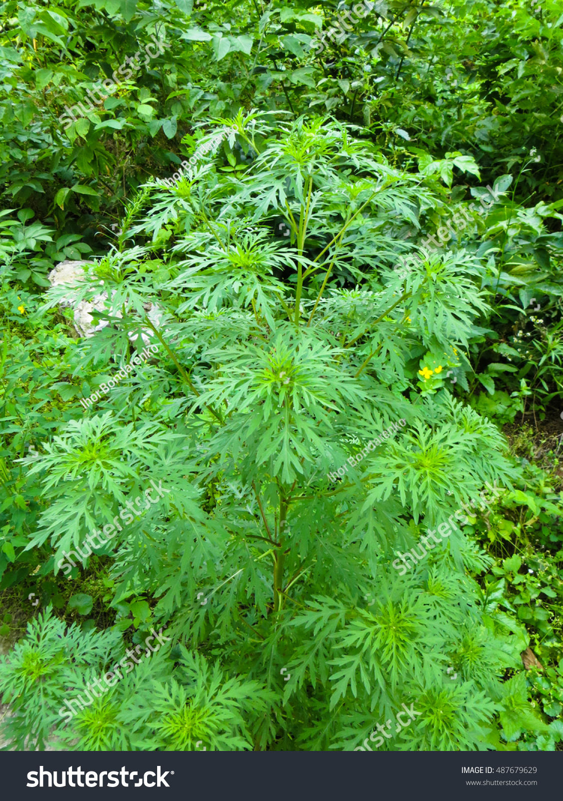 Ragweed, Ambrosia Plant (Artemisiifolia) Stock Photo 487679629 ... Ragweed, Ambrosia Plant (Artemisiifolia) Stock Photo 487679629 ...