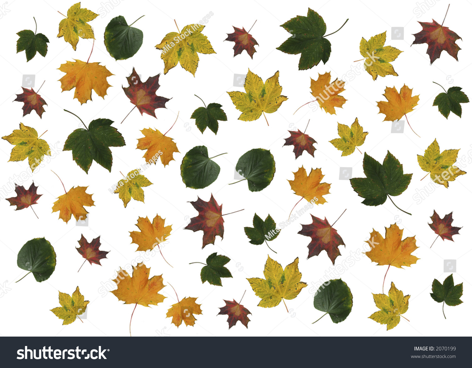 Isolatedleaf Images, Stock Photos & Vectors | Shutterstock