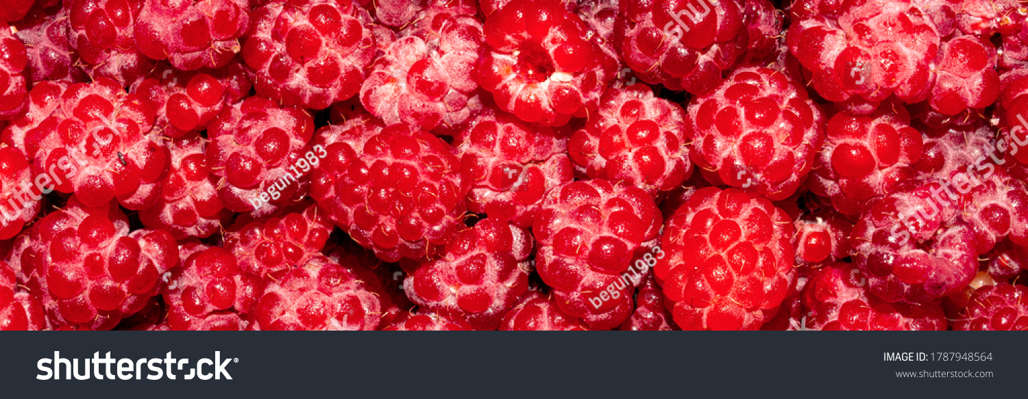 Raspberry Forest Berryraspberry Background Top View Stock Photo (Edit ...