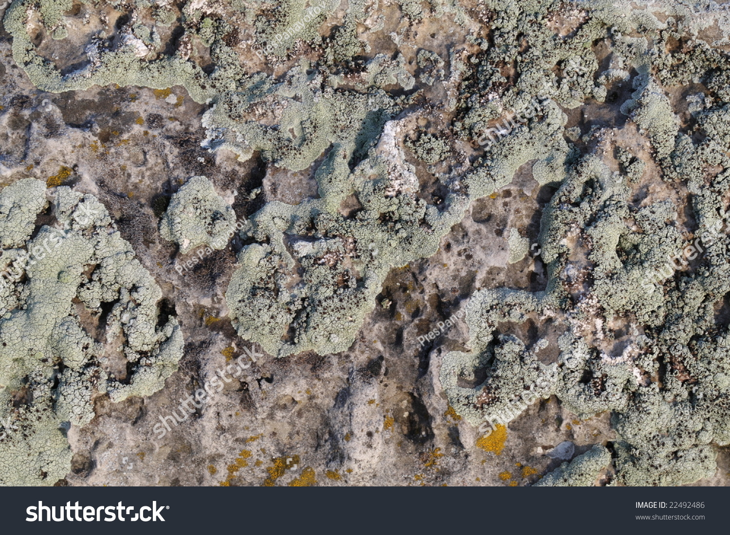 Raw Limestone Texture Close Stock Photo 22492486 | Shutterstock
