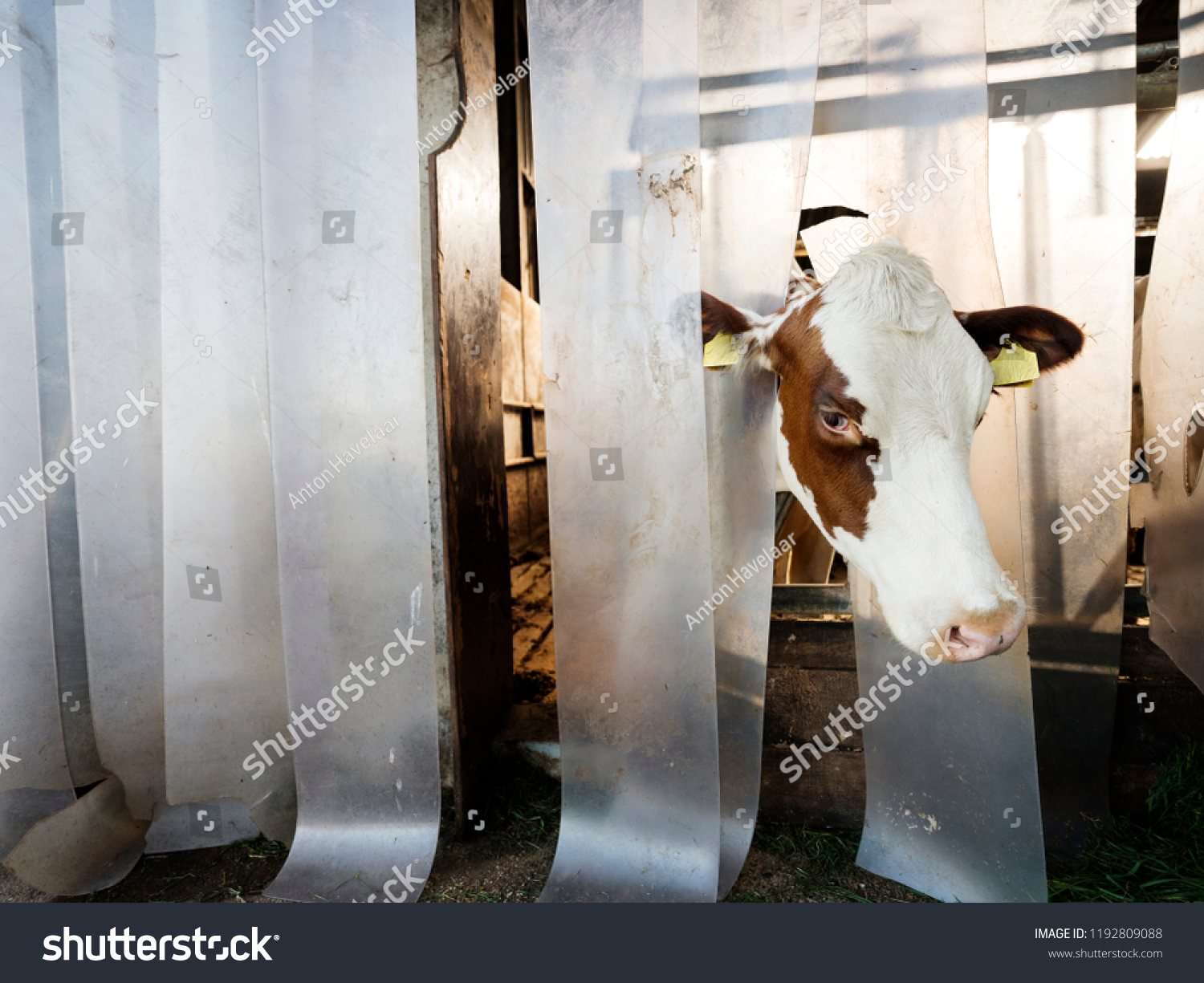 Red White Holstein Cow Plays Peek Stock Photo 1192809088 | Shutterstock Red White Holstein Cow Plays Peek Stock Photo 1192809088 | Shutterstock