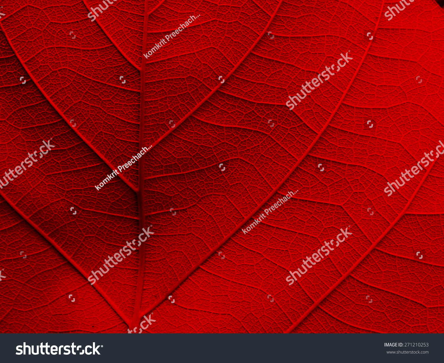 463,425 Maple leaf texture Images, Stock Photos & Vectors | Shutterstock