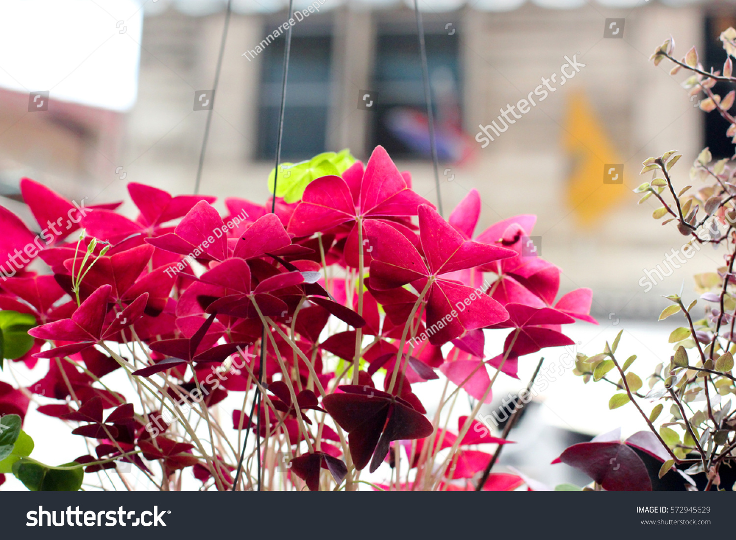 Red Oxalis Triangularis Stock Photo 572945629 | Shutterstock