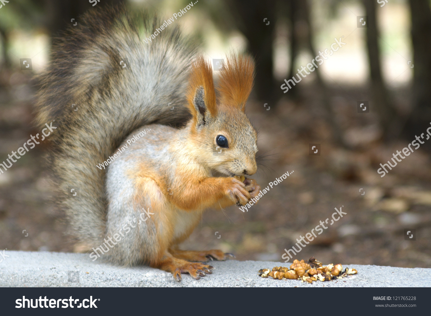 Red Squirrel Eats Nut Stock Photo 121765228 | Shutterstock