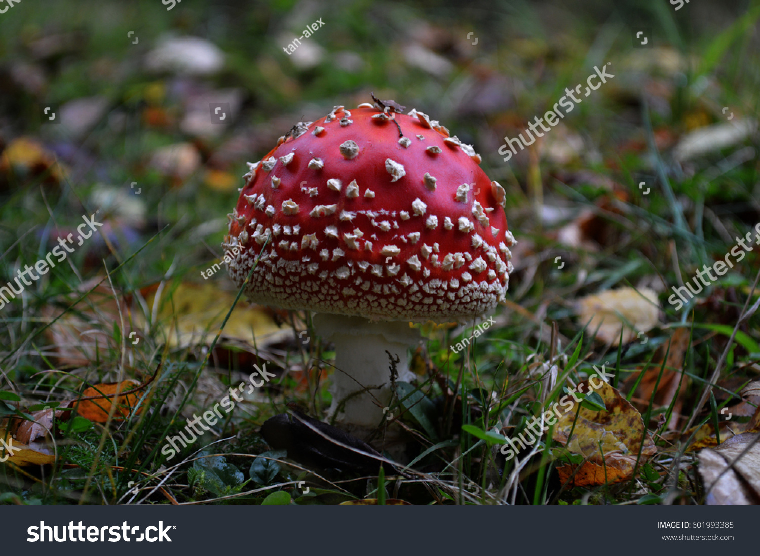 Red Toadstool Stock Photo 601993385 | Shutterstock