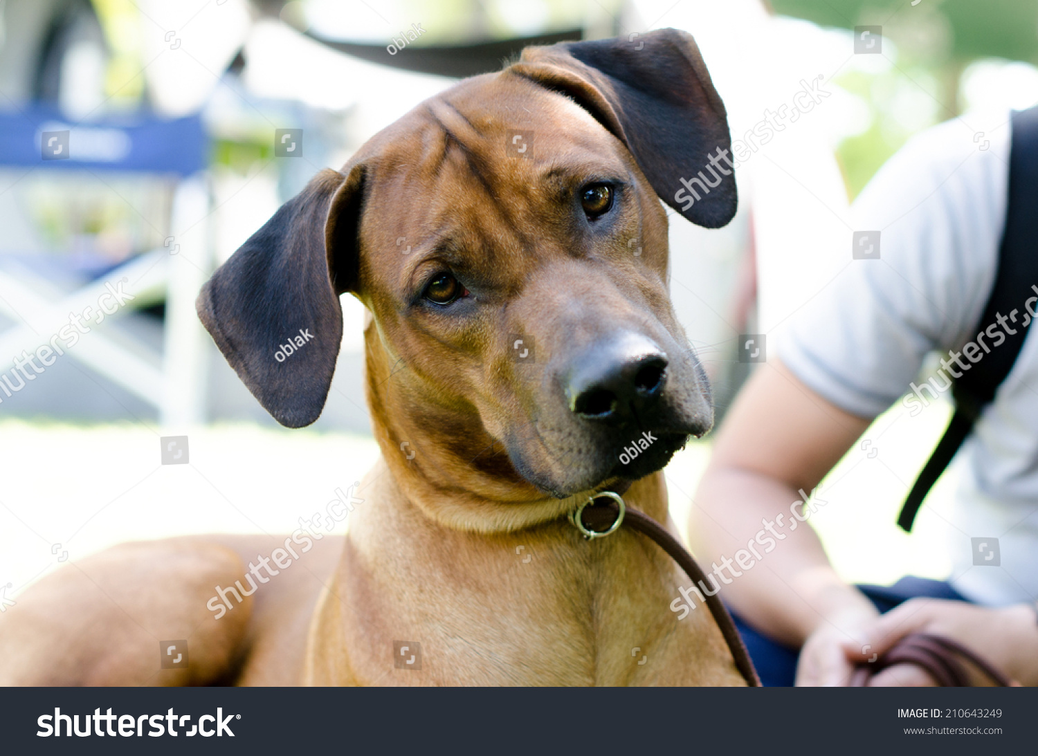 Rhodesian Ridgeback Stock Photo 210643249 | Shutterstock