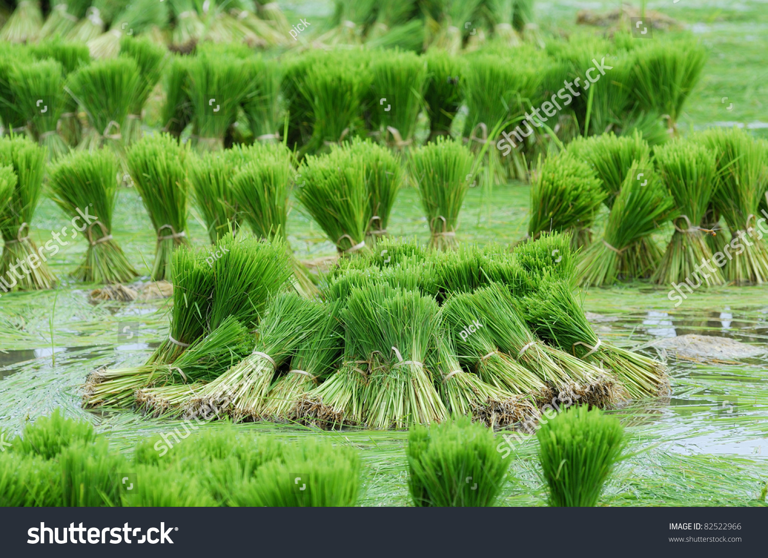 Rice Bundle Stock Photo (Edit Now) 82522966 - Shutterstock