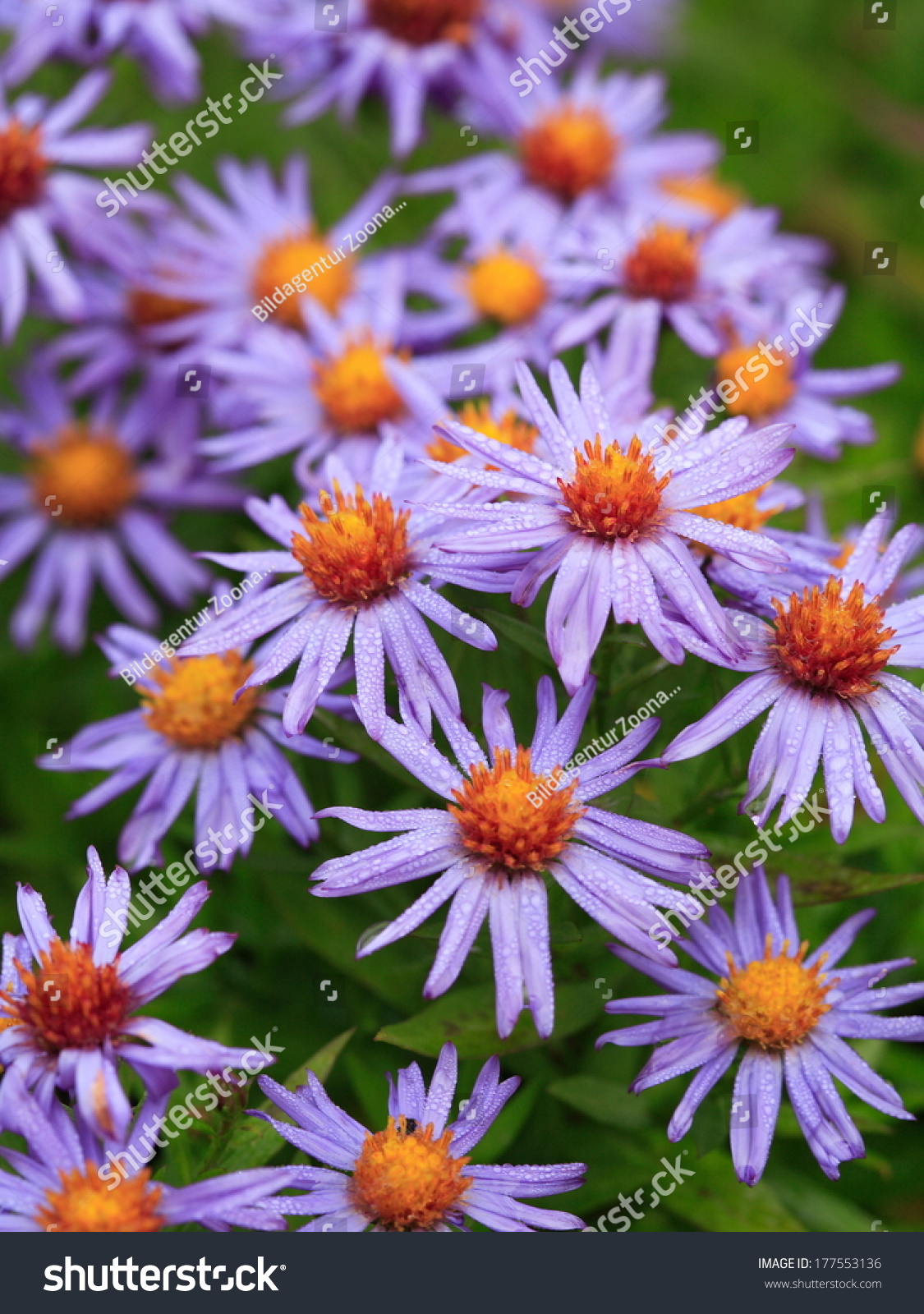 Rice Button Aster Prof Anton Kippenberg Stock Photo 177553136 ...