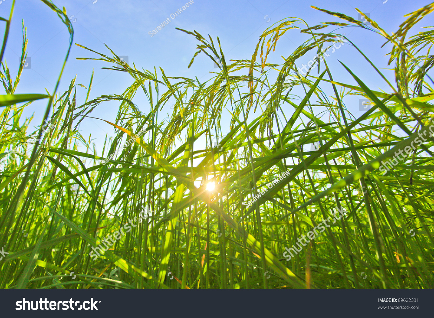 Rice Tree Stock Photo 89622331 : Shutterstock