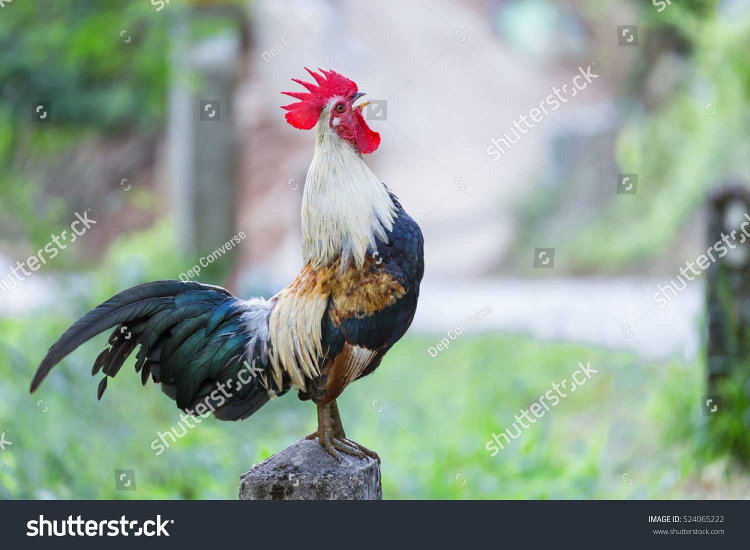 Rooster Crows Stock Photo 524065222 | Shutterstock