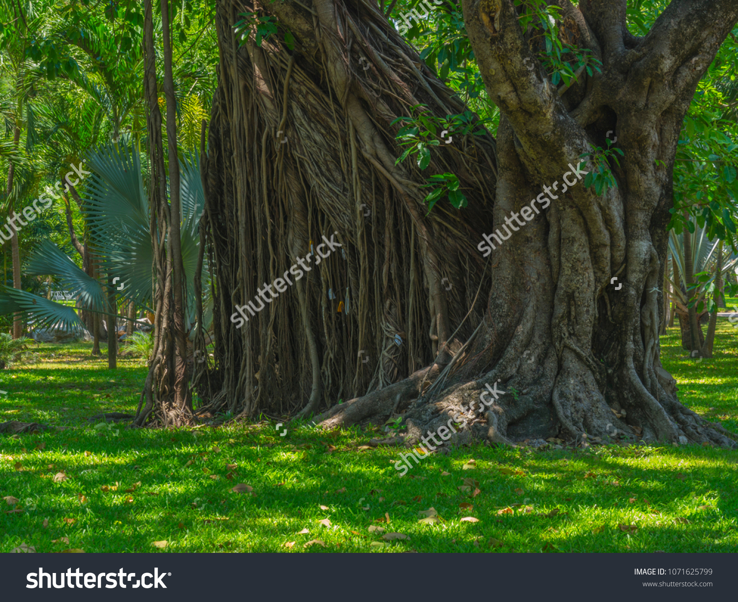 662 Banyan vines Images, Stock Photos & Vectors | Shutterstock