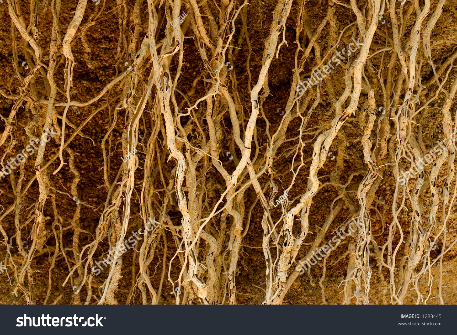 Roots Texture Stock Photo 1283445 : Shutterstock