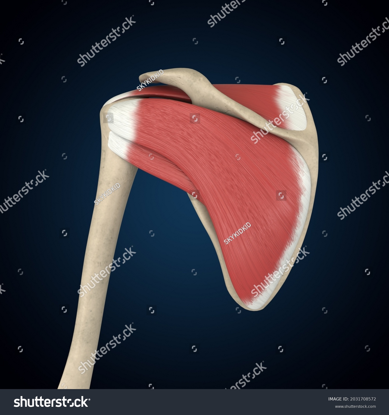 Rotator Cuff Muscles Posterior View 3d: ภาพประกอบสต็อก 2031708572 Rotator Cuff Muscles Posterior View 3d: ภาพประกอบสต็อก 2031708572