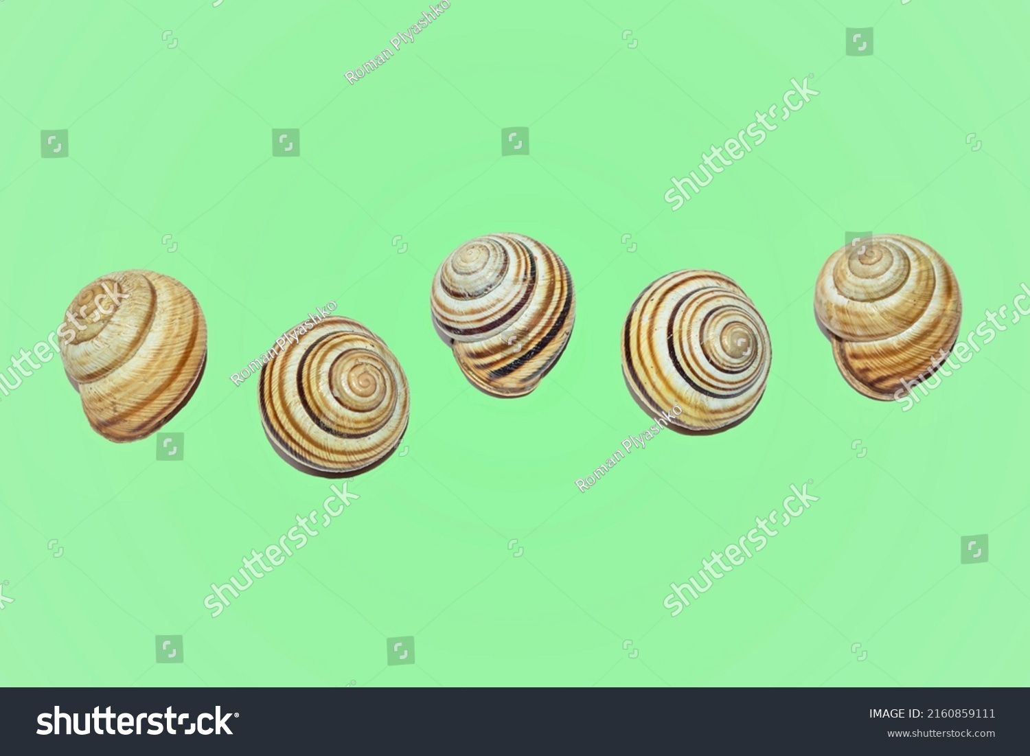 201,335 Small shell Images, Stock Photos & Vectors | Shutterstock
