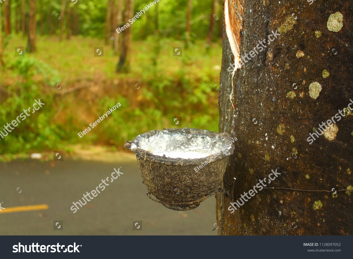 Rubber Tree Tapping Stock Photo 1128097052 | Shutterstock
