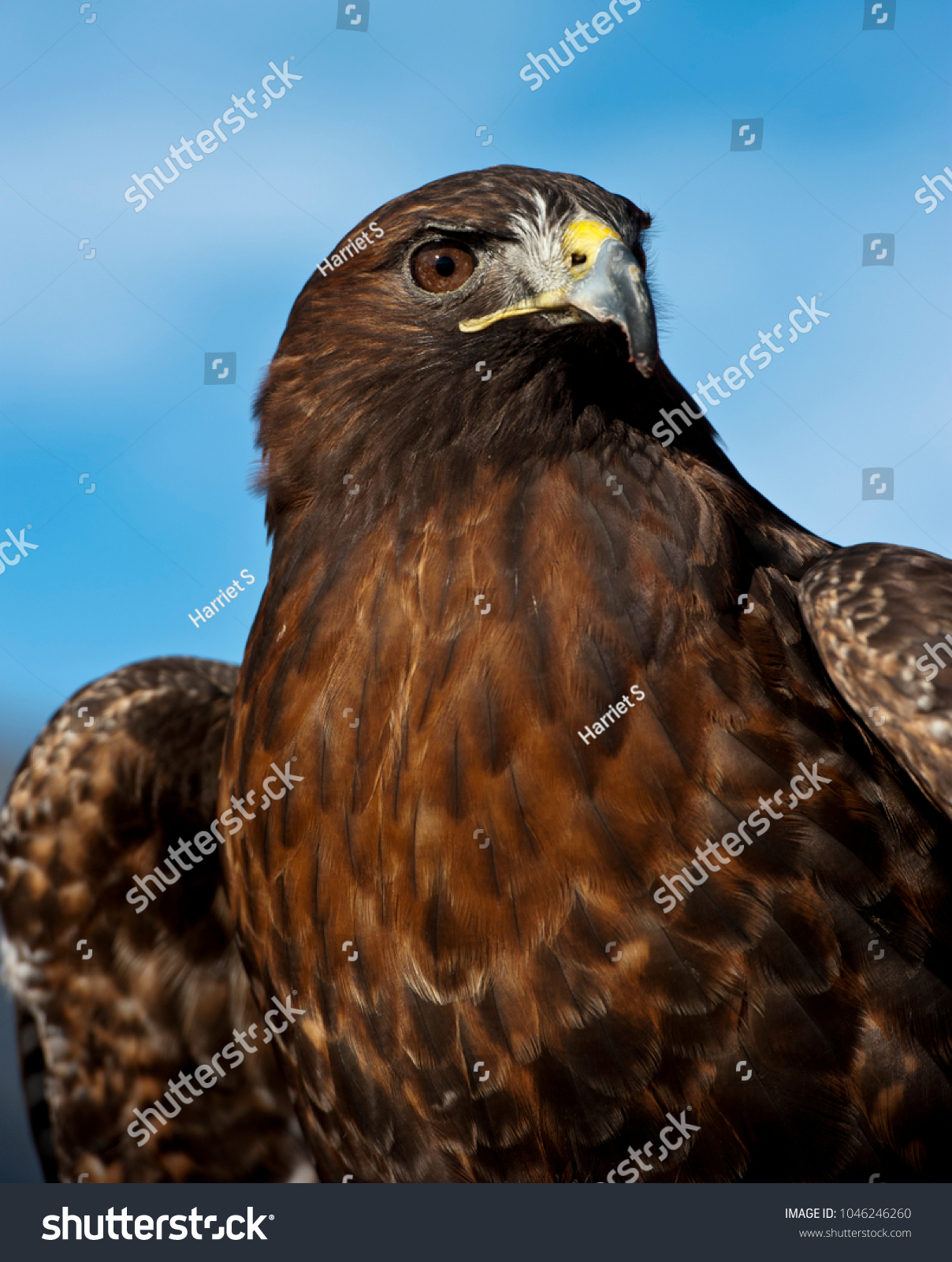 3 imagens de Ruby red tailed hawk Imagens, fotos stock e vetores ...