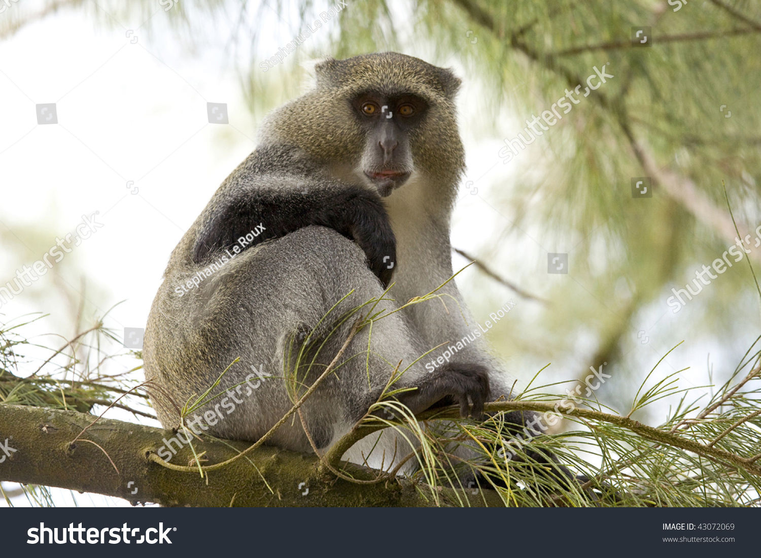 Samango Monkey Stock Photo 43072069 - Shutterstock