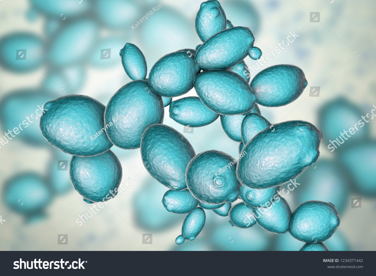 446 Saccharomyces Cerevisiae Gambar Foto Stok And Vektor Shutterstock