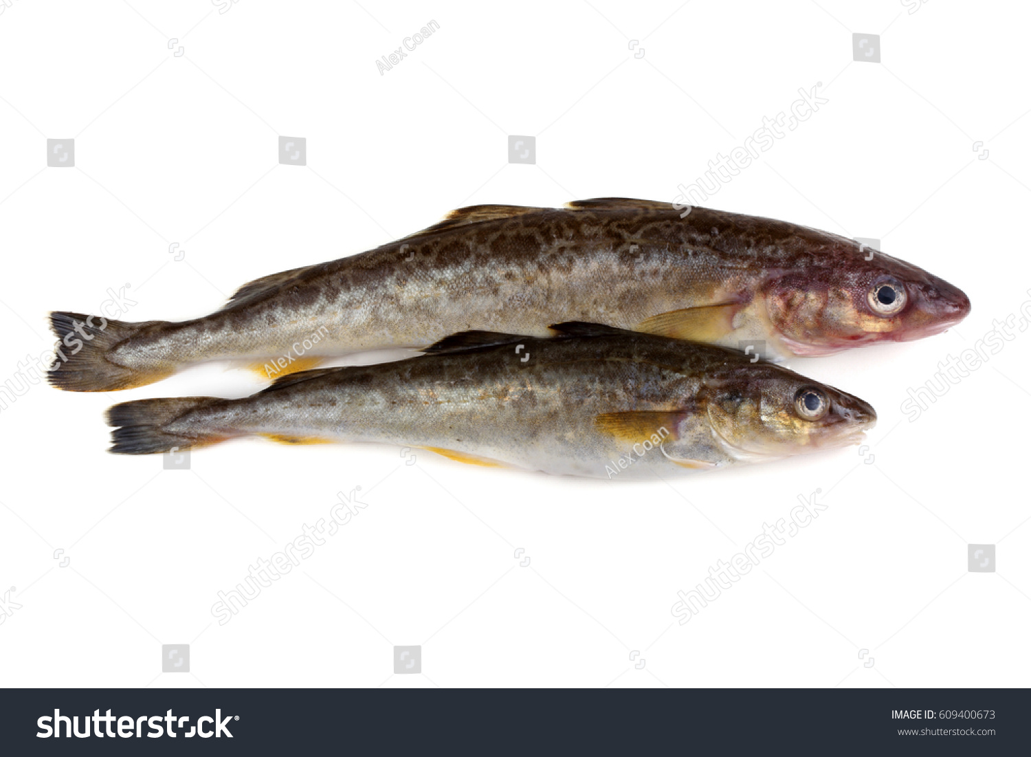 Saffron Cod Stock Photo (Edit Now) 609400673