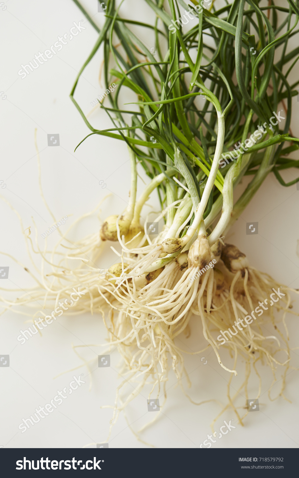 Scallion Stock Photo 718579792 | Shutterstock