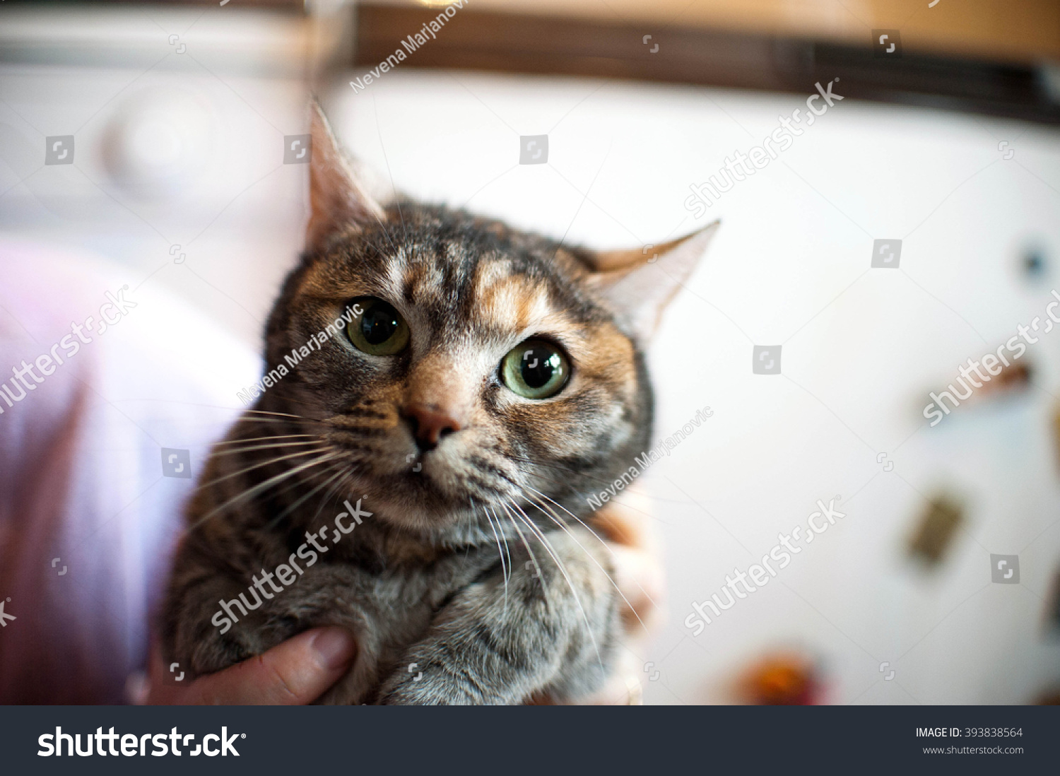 Scared Orange Cat