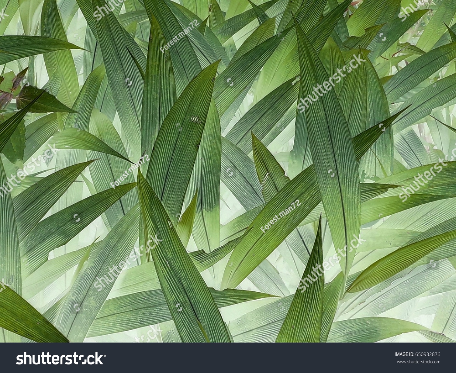 Seamless Grass Texture Pattern Background Stock Photo (Edit Now) 650932876