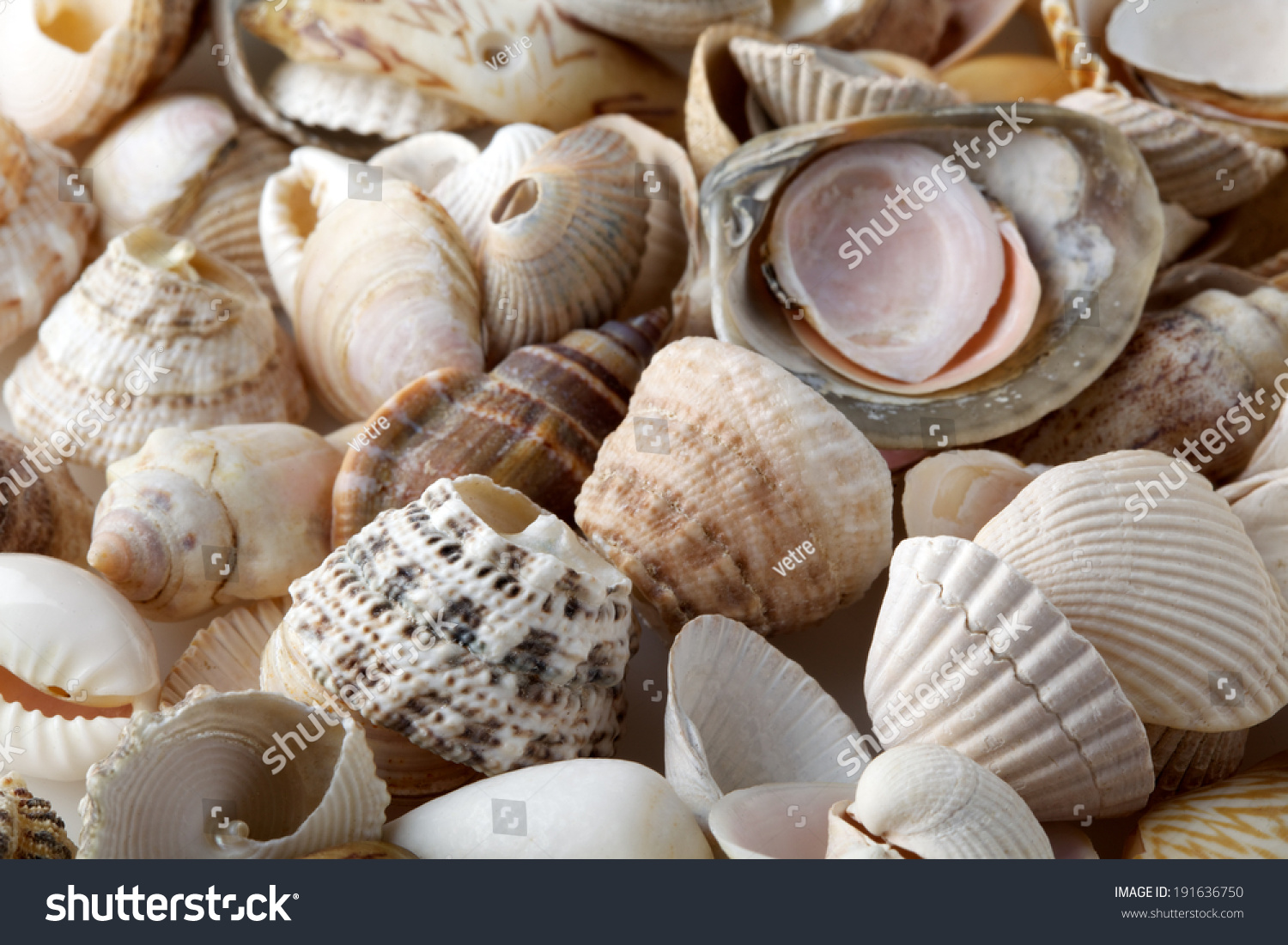 Seashell Background Stock Photo 191636750 | Shutterstock
