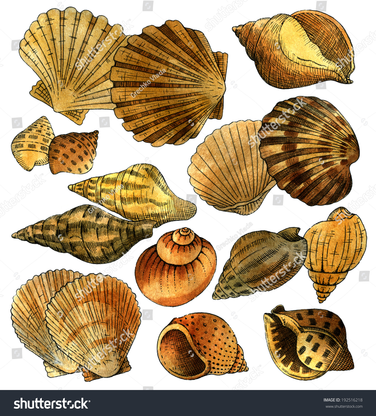 Seashell Collection Stock Photo 192516218 : Shutterstock