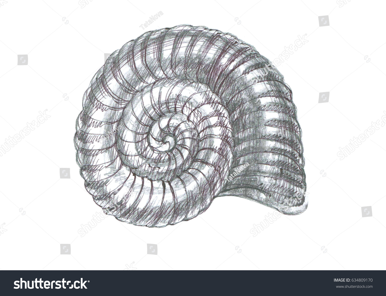 Seashell Graphics Stock Illustration 634809170
