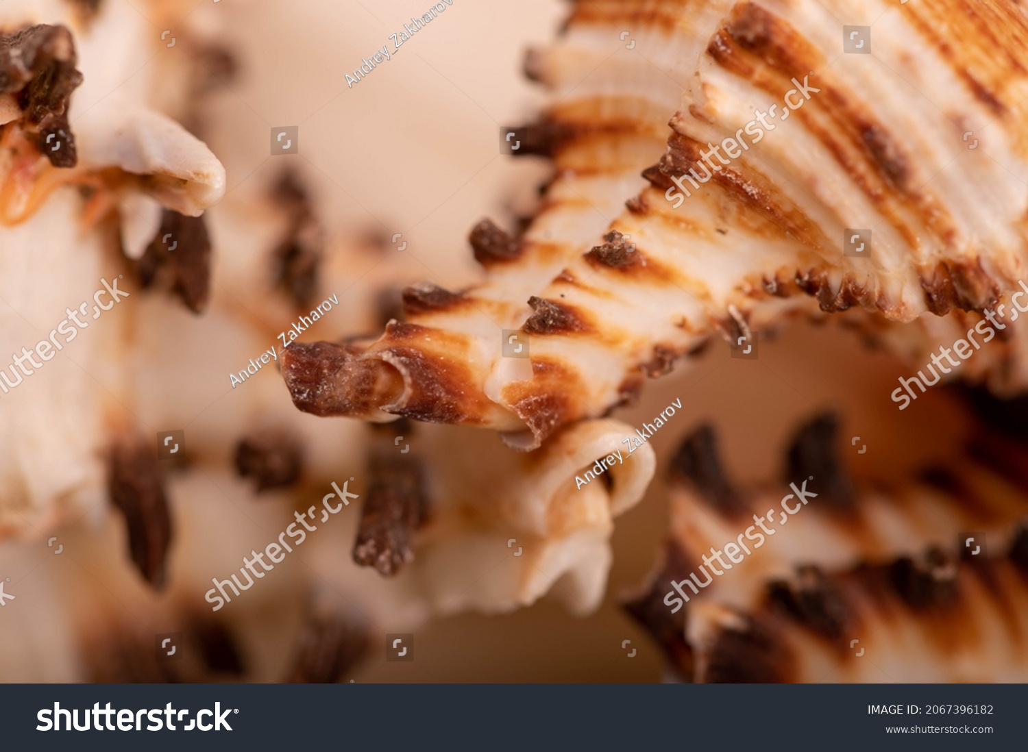 Seashell Surface Texture Background Image Closeup Stock Photo ...