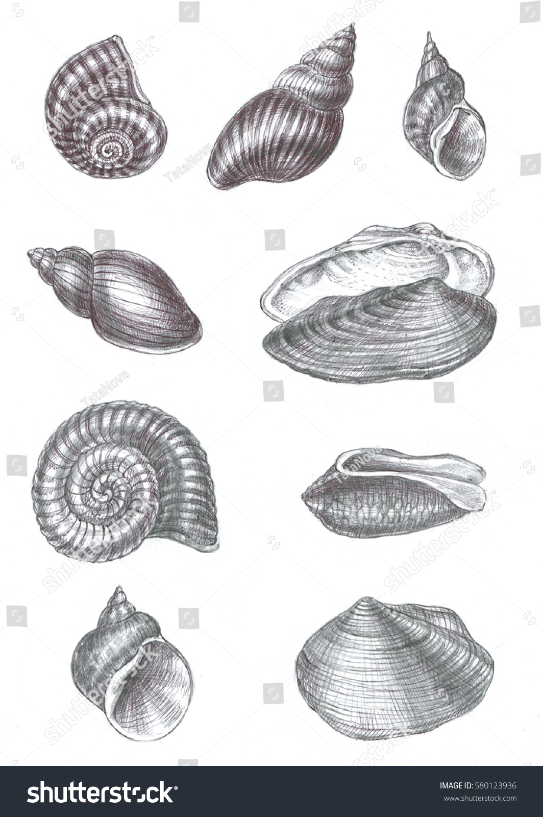 Seashells Drawing Graphics Stock Illustration 580123936 | Shutterstock