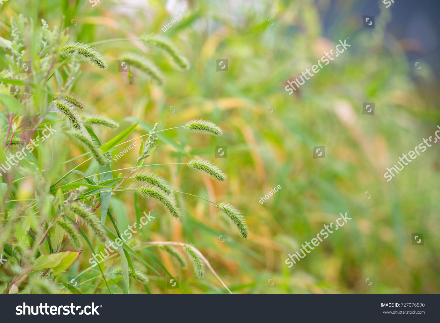 Setaria Stock Photo 727076590 | Shutterstock