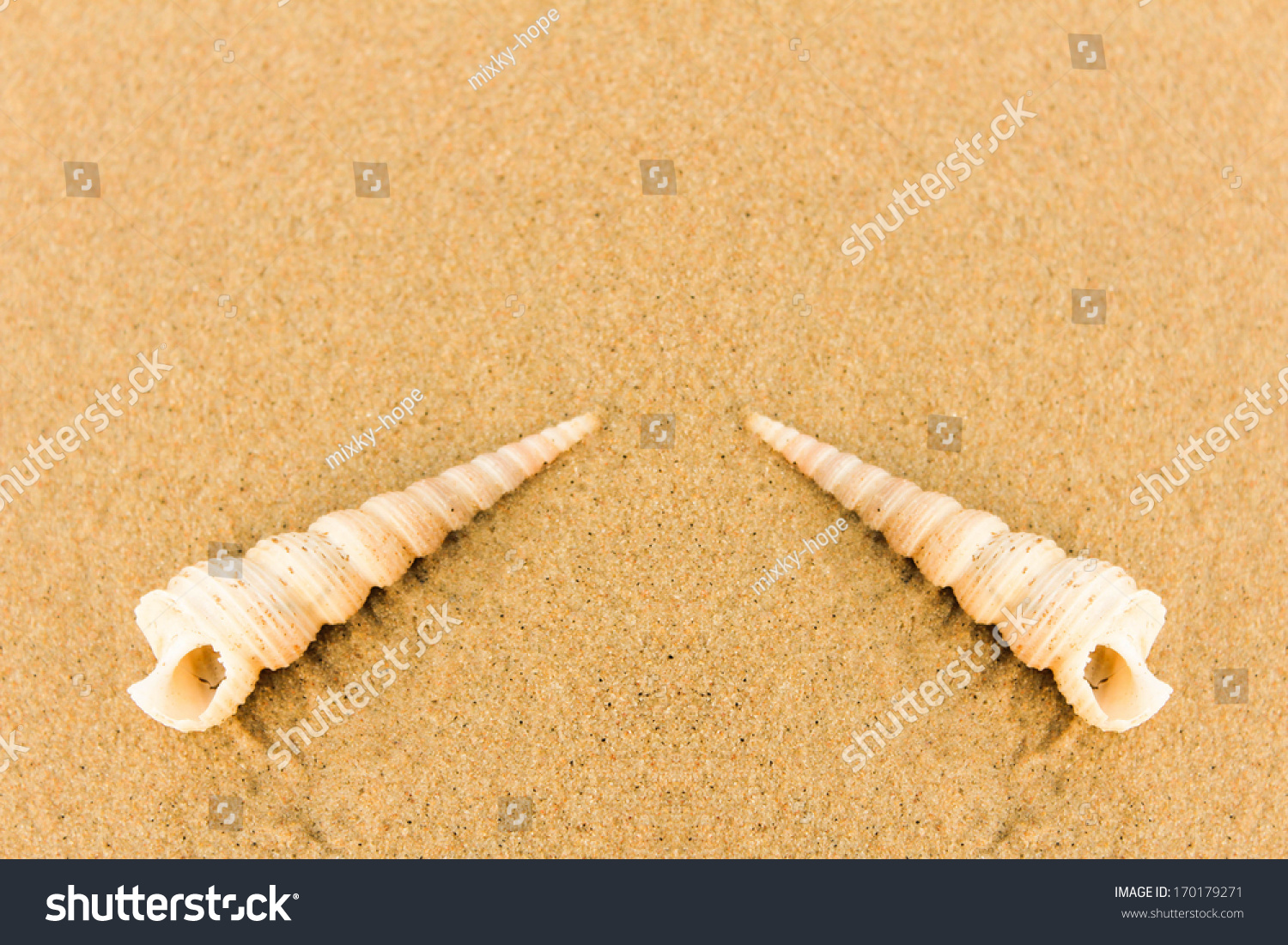 Sharp Shells Sand Background Stock Photo 170179271 | Shutterstock