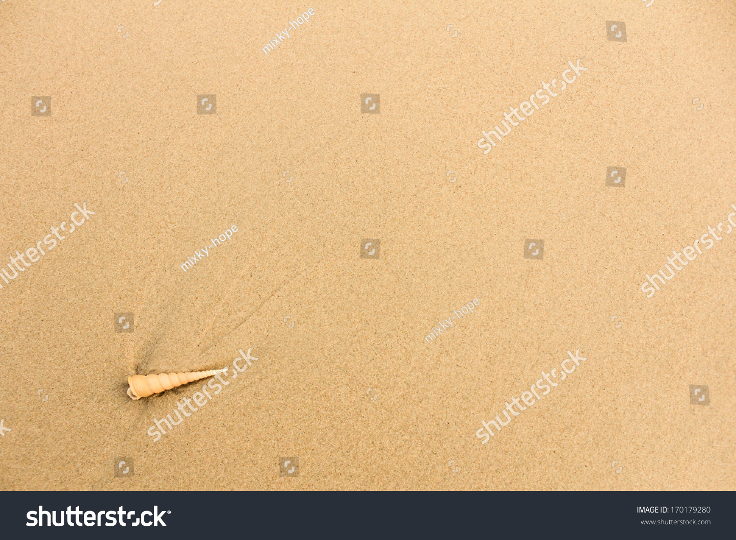 Sharp Shells Sand Background Stock Photo 170179280 | Shutterstock
