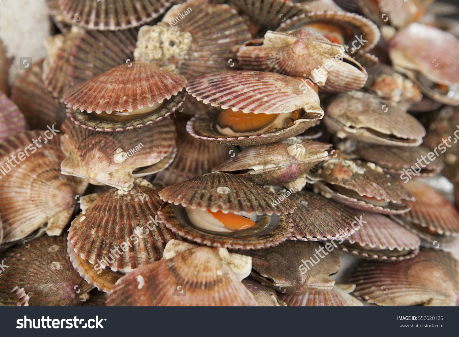 1,609 imágenes de Live scallops - Imágenes, fotos y vectores de stock ...