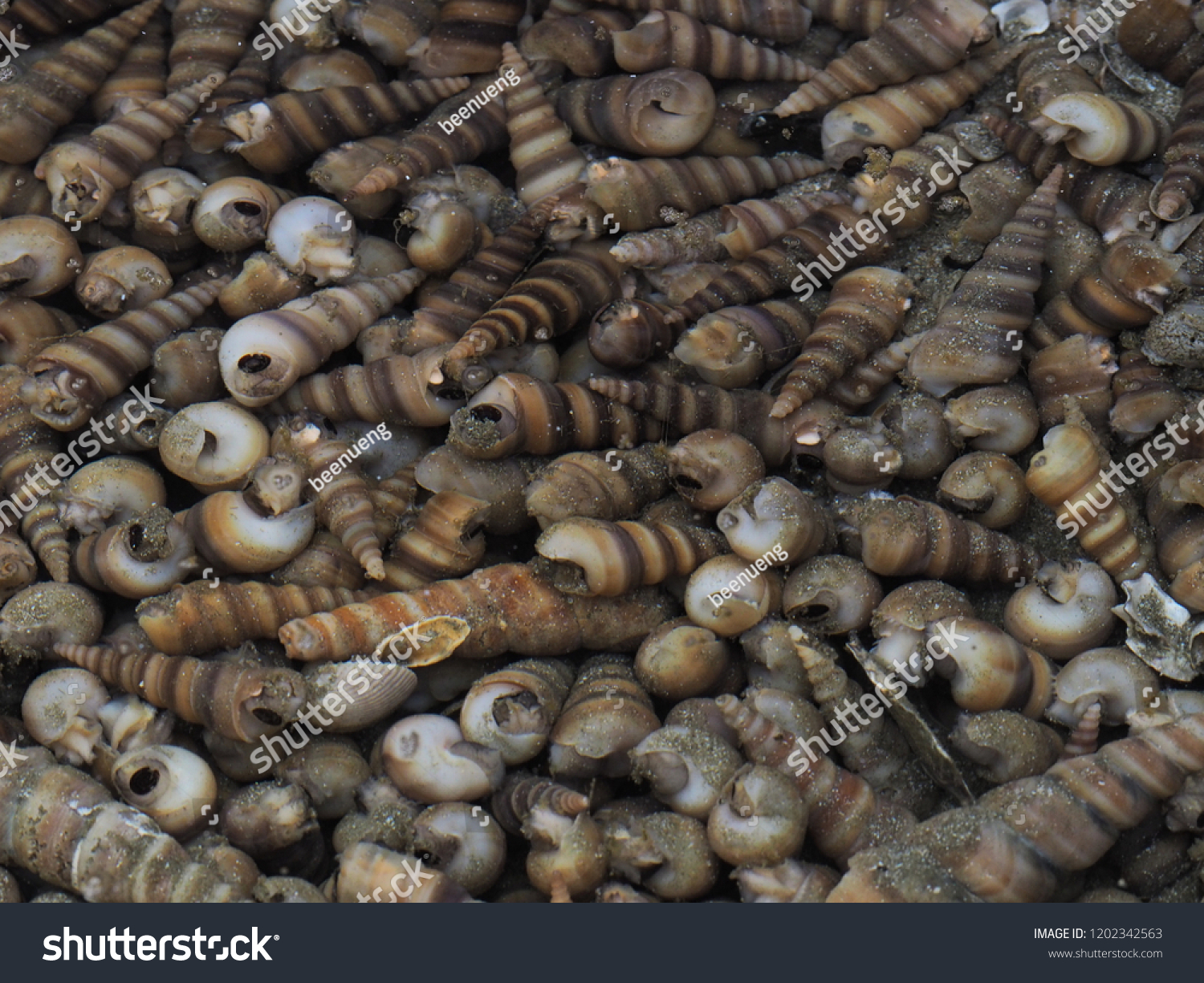 Shellfish Clam Shell Stock Photo 1202342563 | Shutterstock