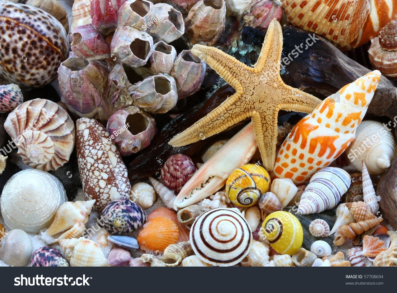 Shellfish On Beach Stock Photo (Edit Now) 57708694 - Shutterstock
