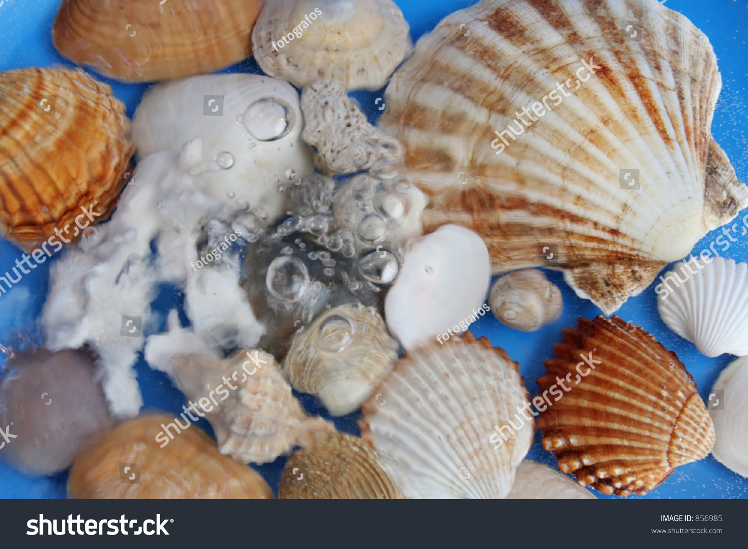 Shells Underwater Stock Photo 856985 : Shutterstock