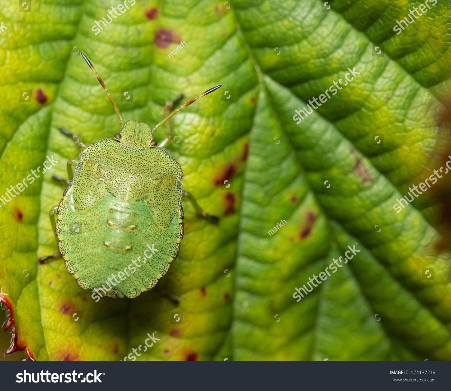 Shield Bug Stock Photo 174137219 | Shutterstock