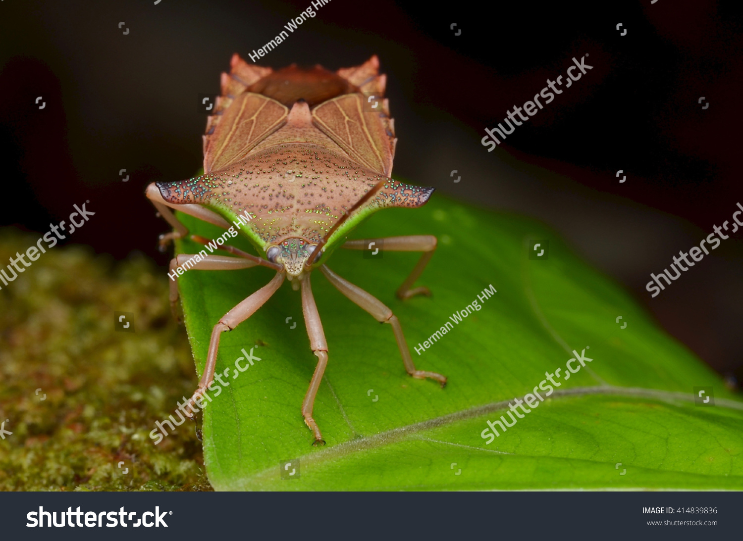 Shield Bugs Stock Photo 414839836 | Shutterstock