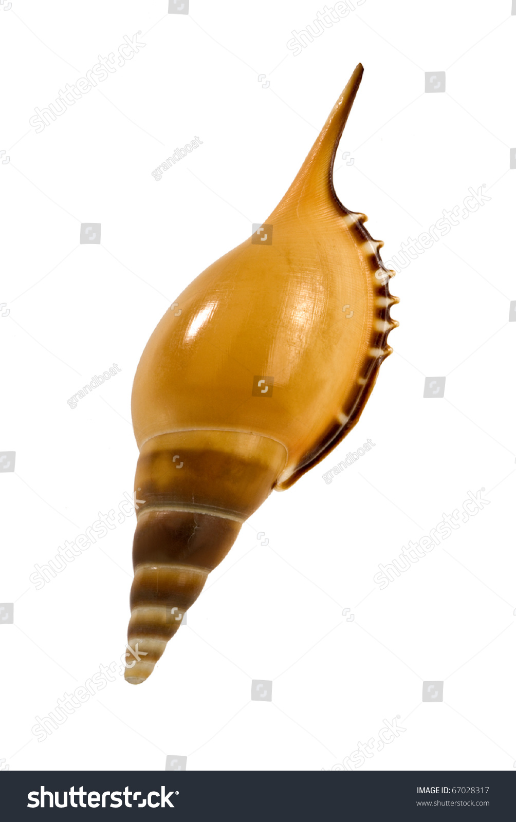 Shinbone Tibia White Background Stock Photo (Edit Now) 67028317